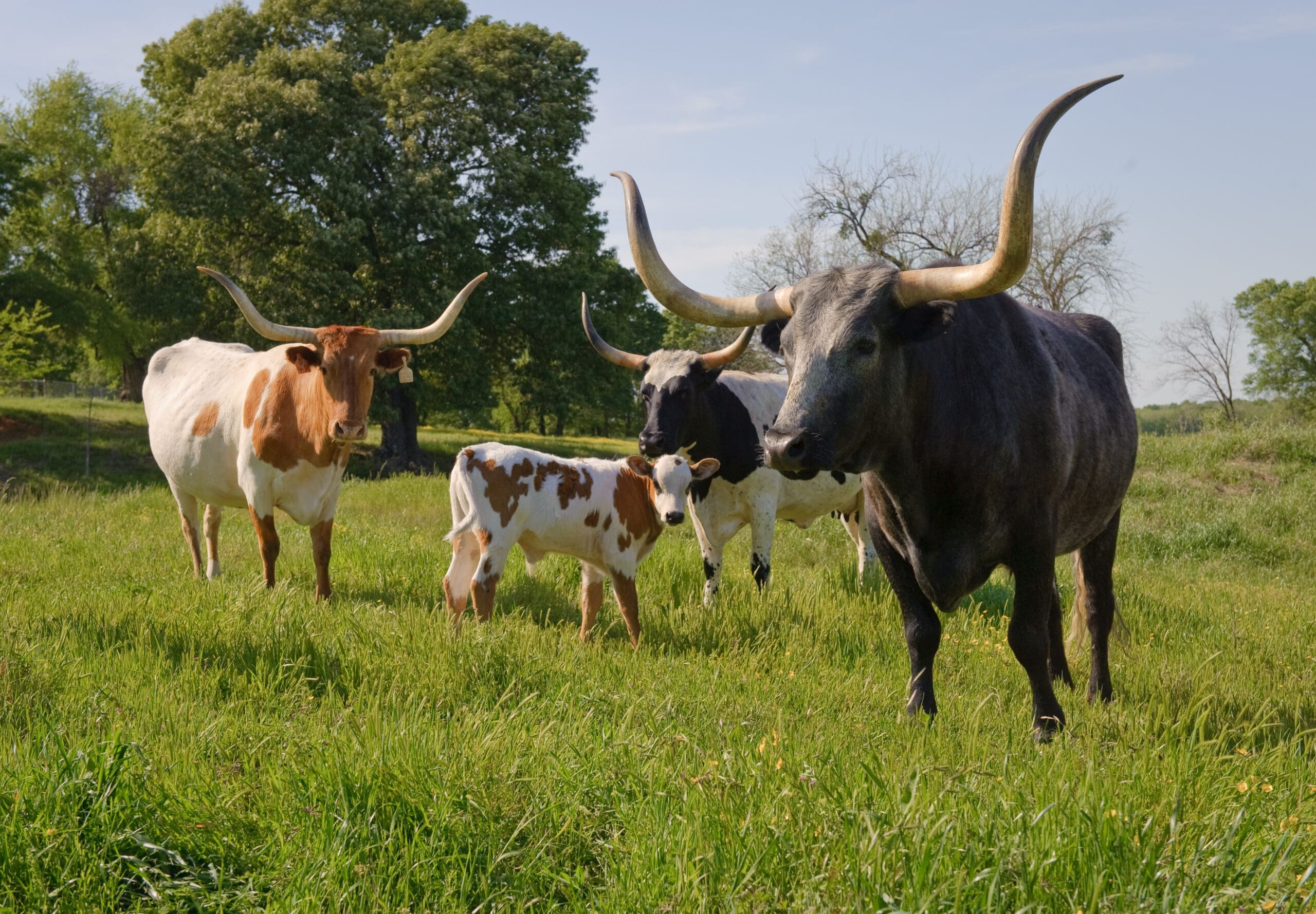 Texas Agriculture Organizations Urge Congress to Block Cattle EID Tag ...
